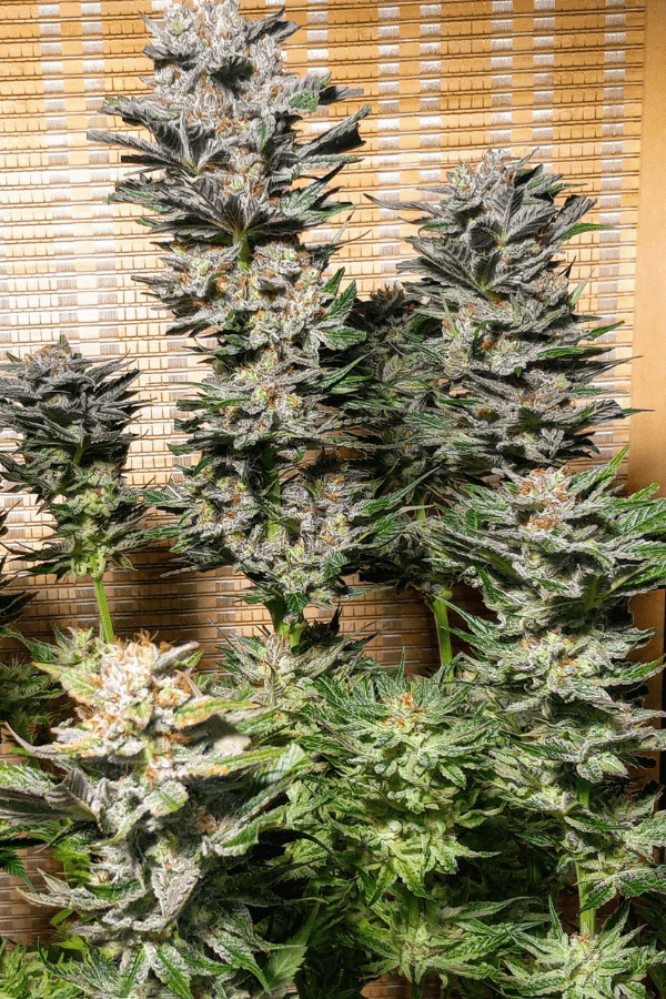 Buy Gorilla Cookies FF Cannabis Seeds | Fast Buds