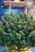 First Signs of Flowering Stage Weed - Guide to Cannabis Budding Week by ...