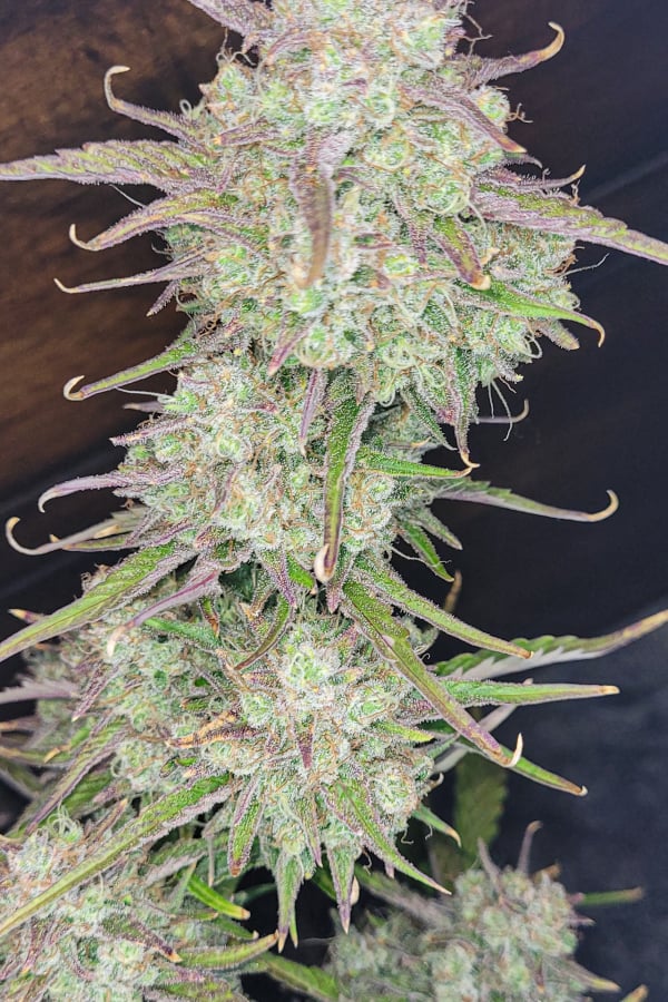 Buy Apricot Auto Cannabis Seeds | Fast Buds