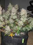 Tangerine Dream Auto Cannabis Strain Week-by-Week Guide | Fast Buds