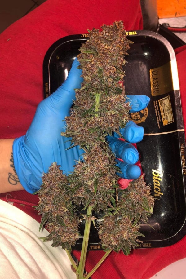 Buy Purple Lemonade Auto Cannabis Seeds | Fast Buds