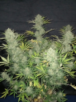 Low Stress Training (LST) Autoflower Cannabis - When to Start LST Weed ...