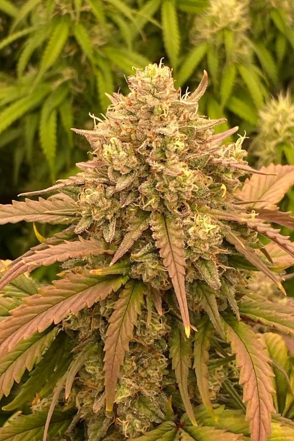 Buy Apricot Auto Cannabis Seeds | Fast Buds