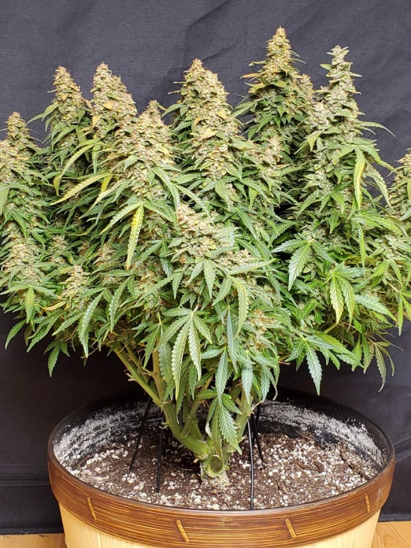 Buy Wedding Cheesecake Auto Cannabis Seeds | Fast Buds