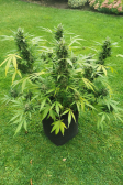 Top 10 Autoflowering Strains To Grow Outdoors (2024) | Fast Buds