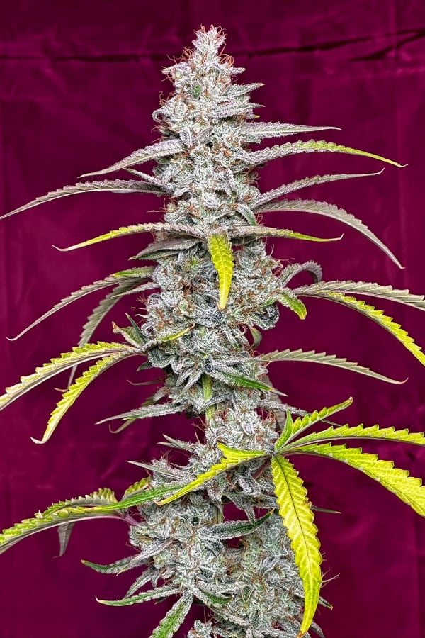 Buy Cherry Cola Auto Cannabis Seeds | Fast Buds