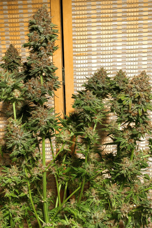 Buy GG4 Sherbet FF Cannabis Seeds | Fast Buds
