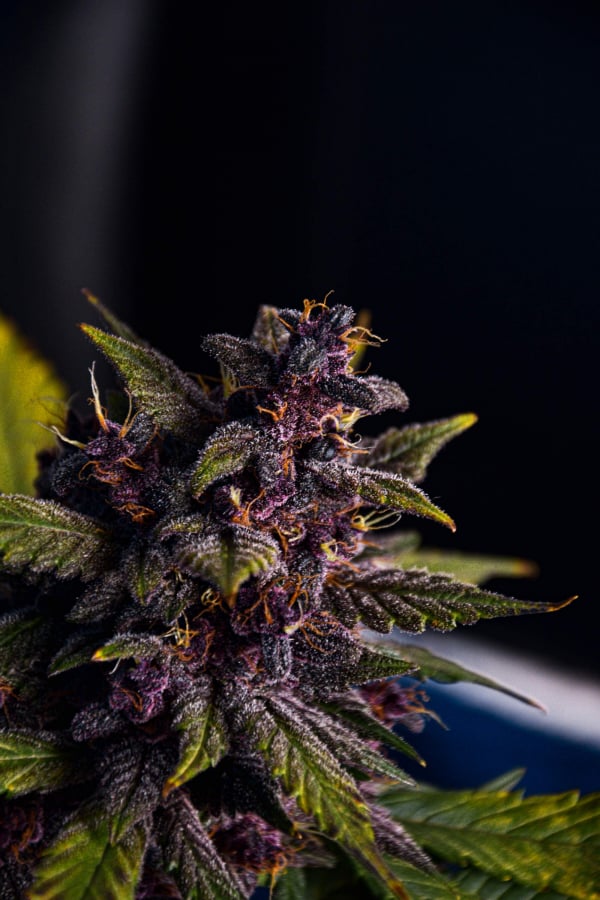 Buy Blackberry Auto Cannabis Seeds | Fast Buds