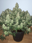 Tangerine Dream Auto Cannabis Strain Week-by-Week Guide | Fast Buds