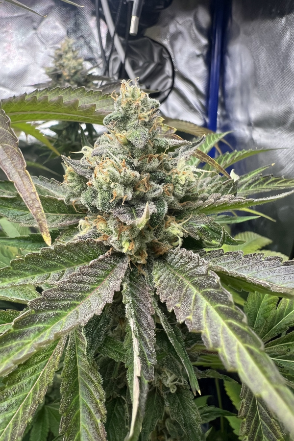 Buy Gorilla Melon Cannabis Seeds | Fast Buds