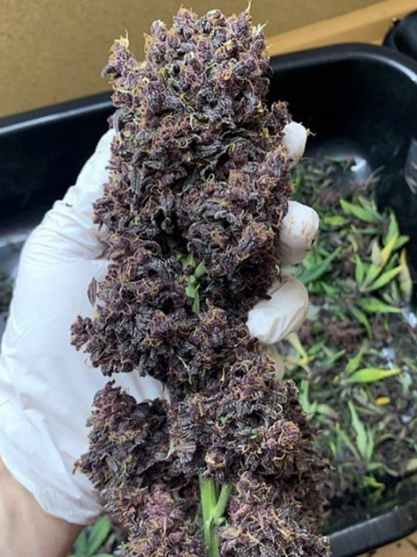 Buy Blackberry Auto Cannabis Seeds | Fast Buds