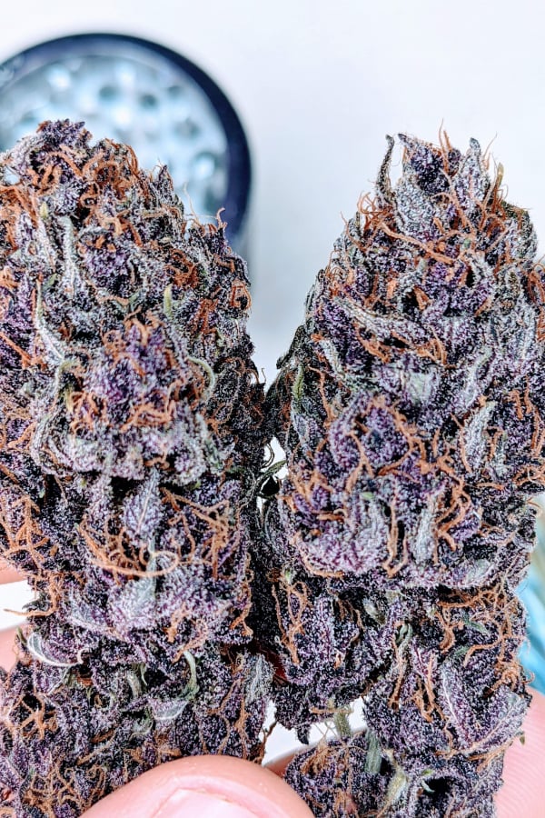 Buy Purple Lemonade Auto Cannabis Seeds | Fast Buds