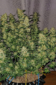Super Lemon Haze Auto Cannabis Strain Week-by-Week Guide | Fast Buds