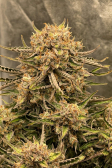 Super Lemon Haze Auto Cannabis Strain Week-by-Week Guide | Fast Buds