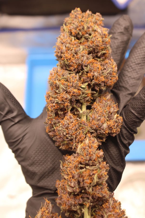 Buy Purple Punch Auto Cannabis Seeds | Fast Buds