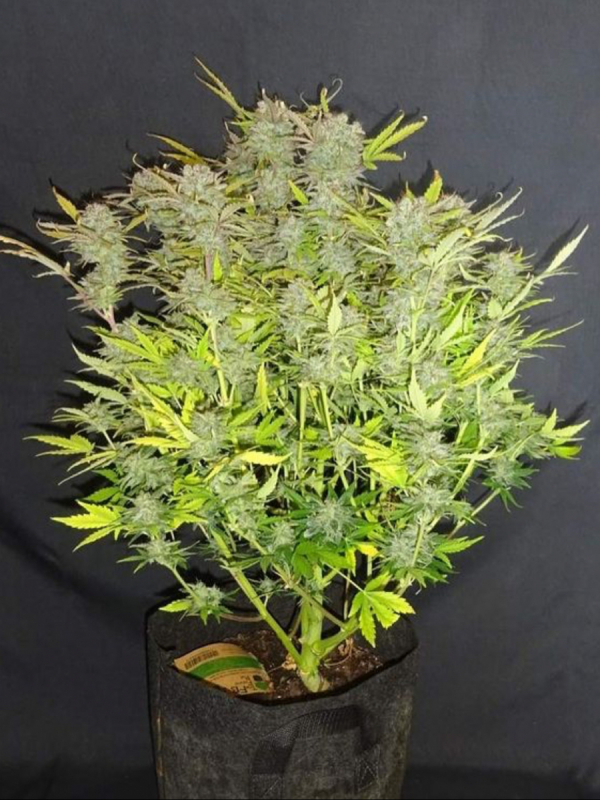 Buy Wedding Cheesecake Auto Cannabis Seeds | Fast Buds