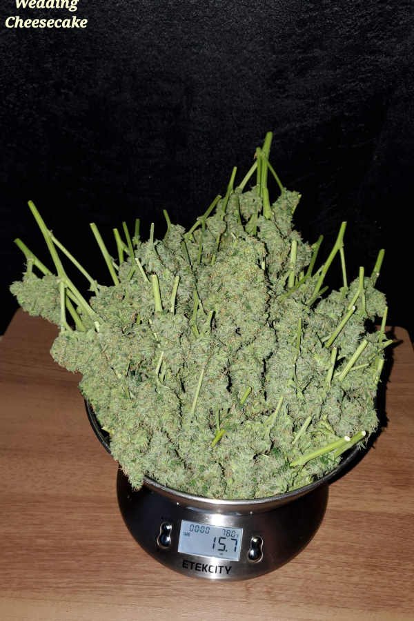 Buy Wedding Cheesecake Auto Cannabis Seeds | Fast Buds