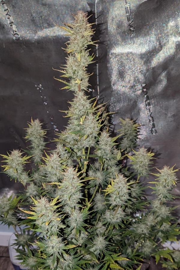 Buy Wedding Cheesecake Auto Cannabis Seeds | Fast Buds