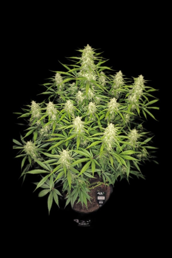 Papaya Cookies Auto™-Cannabissamen | Fast Buds