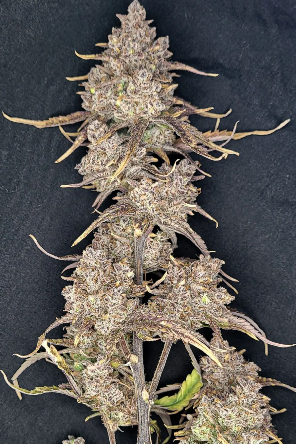 Buy Gorilla Punch Auto Cannabis Seeds | Fast Buds