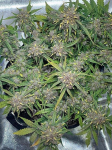 Super Lemon Haze Auto Cannabis Strain Week-by-Week Guide | Fast Buds