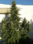 Low Stress Training (LST) Autoflower Cannabis - When to Start LST Weed ...