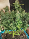Tangerine Dream Auto Cannabis Strain Week-by-Week Guide | Fast Buds