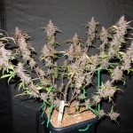 LSD-25 Feminised Seeds - FastBuds Autoflowering Cannabis Seeds