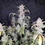 Blackberry Auto Seeds - Fast Buds Autoflowering Cannabis