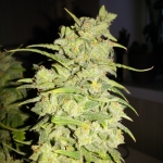 G14 Feminised Seeds - FastBuds Autoflowering Cannabis Seeds