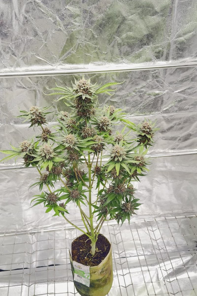 Cherry Cola Auto RF3™ Cannabis Seeds | 42 Fast Buds United States
