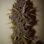 LSD-25 Feminised Seeds - FastBuds Autoflowering Cannabis Seeds