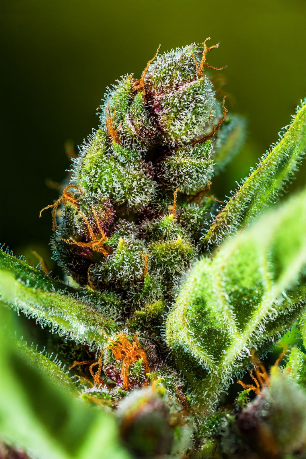 Graines De Cannabis Autofloraison Tropicana Cookies Auto Fast Buds Graines De Cannabis Autofloraison Tropicana Cookies Auto Fast Buds