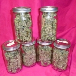 LSD-25 Feminised Seeds - FastBuds Autoflowering Cannabis Seeds