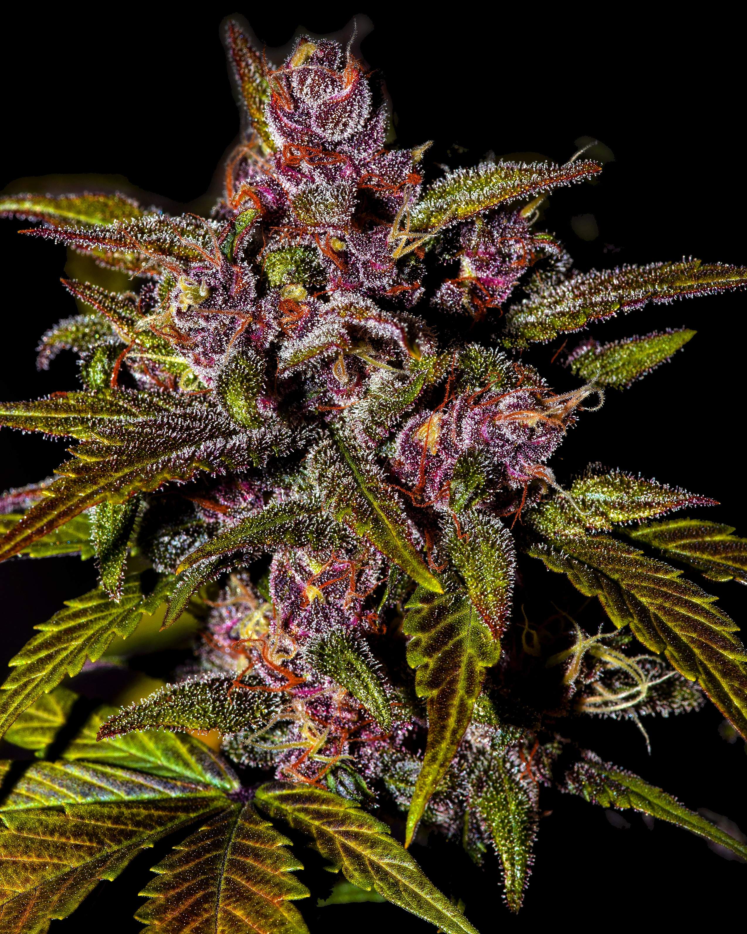Buy Blackberry Auto Cannabis Seeds | Fast Buds