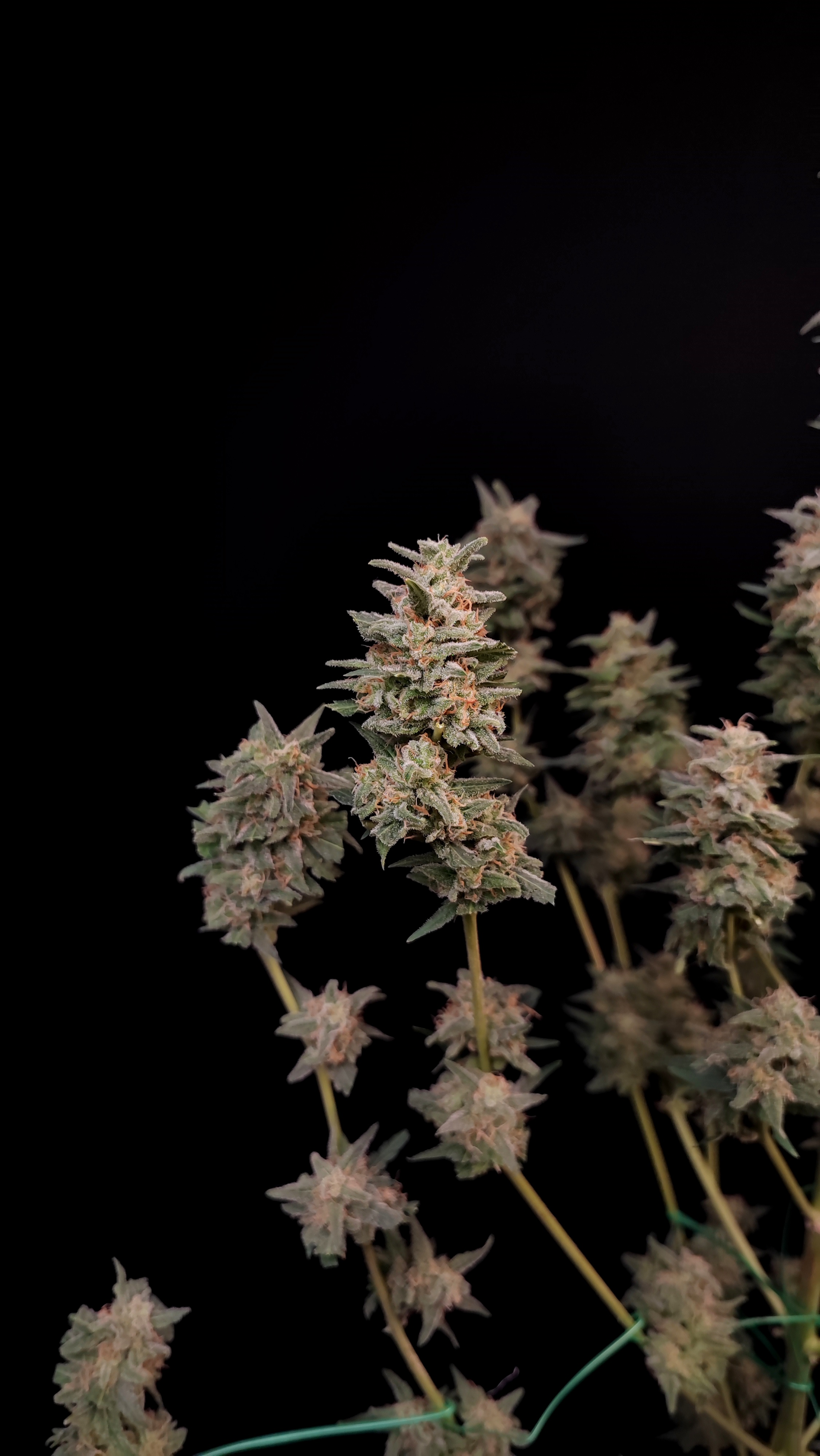 Critical Auto Seeds – Buy Critical Weed Strain | Fast Buds