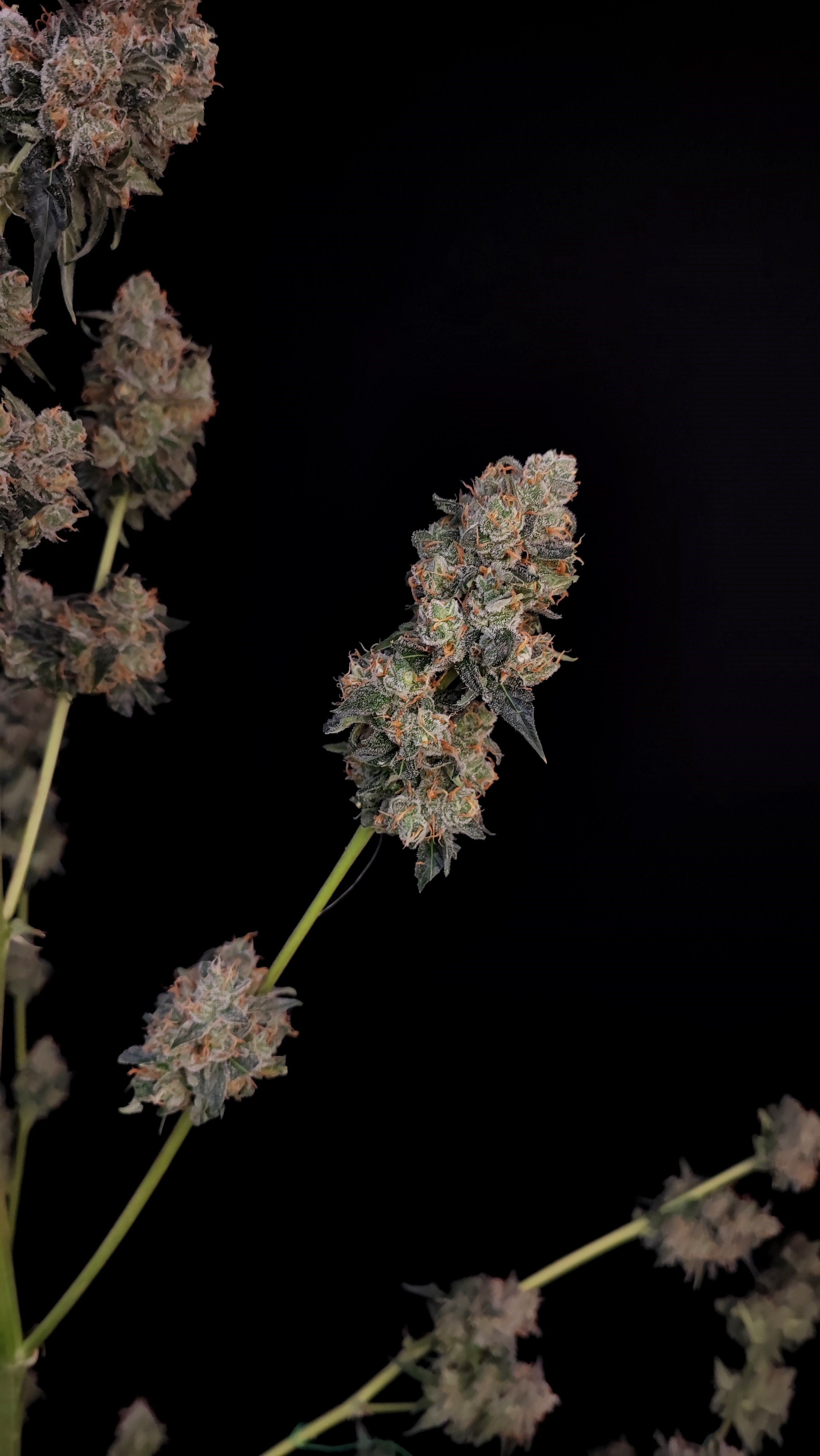 Graines de cannabis à autofloraison Northern Lights Auto | Fast Buds