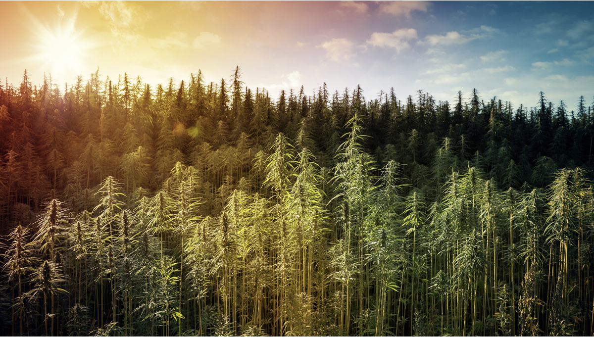 Hemp: The World's Most Versatile Product | 42 Fast Buds