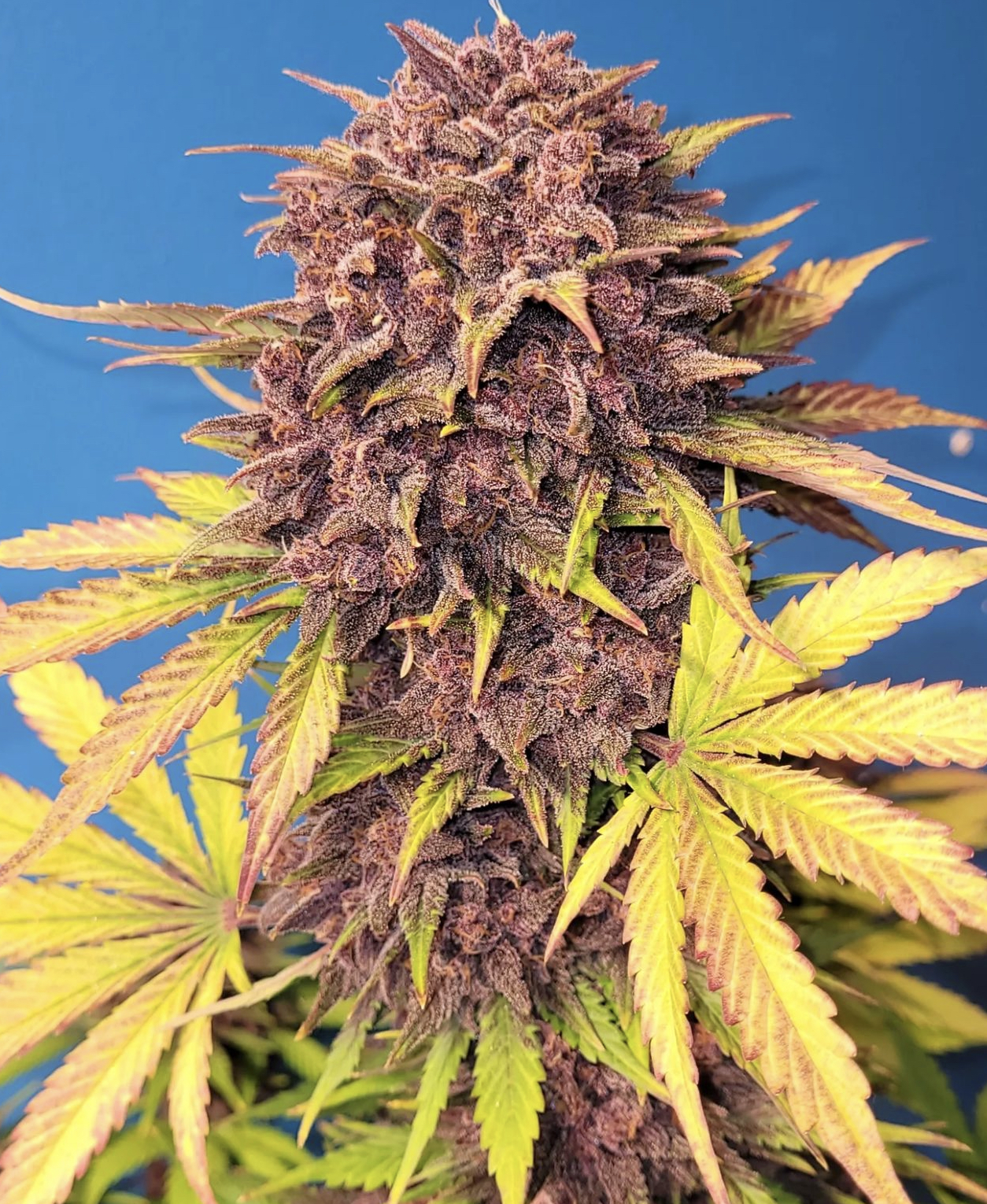 Buy Purple Lemonade Auto Cannabis Seeds | Fast Buds