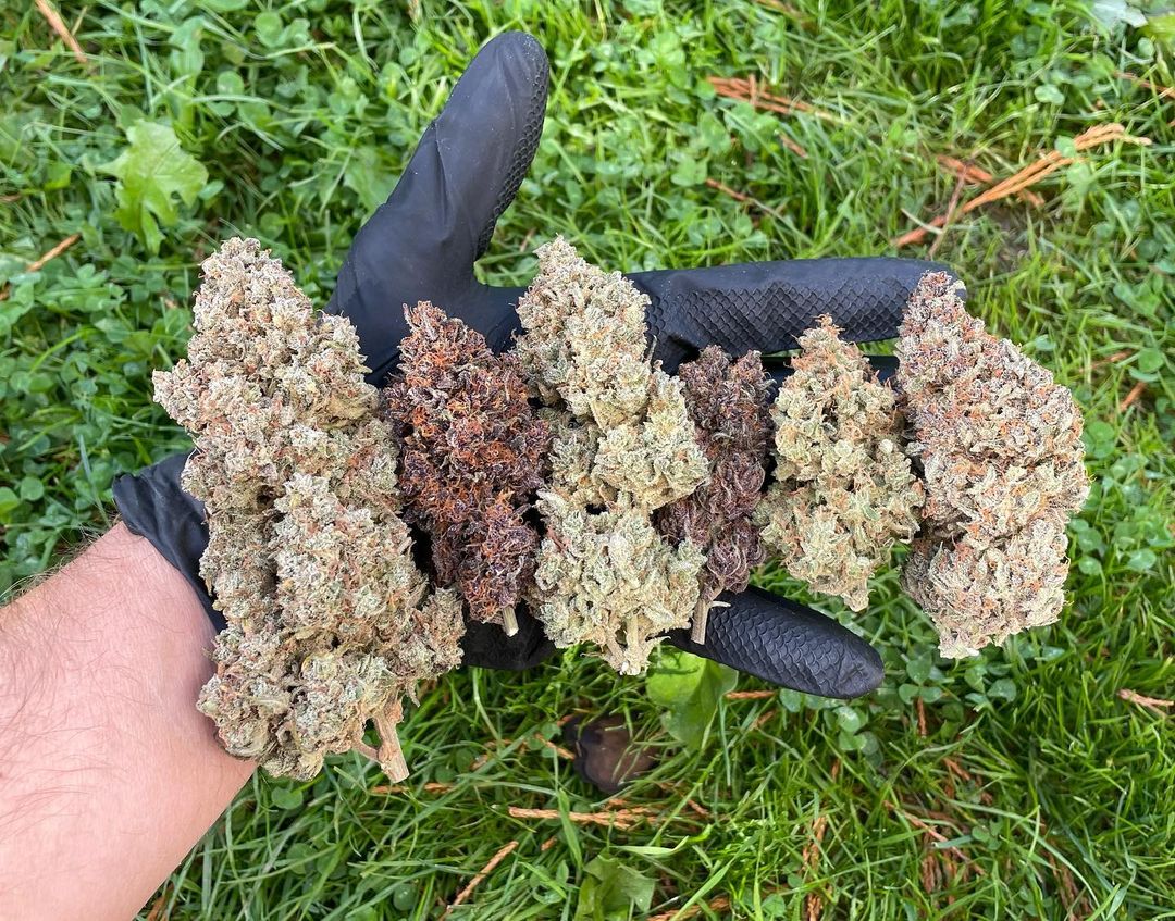 Buy Mix Pack Auto Cannabis Seeds | Fast Buds