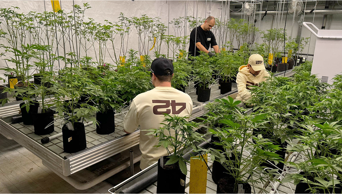 Inside Fast Buds: Our Breeding Facilities | 42 Fast Buds