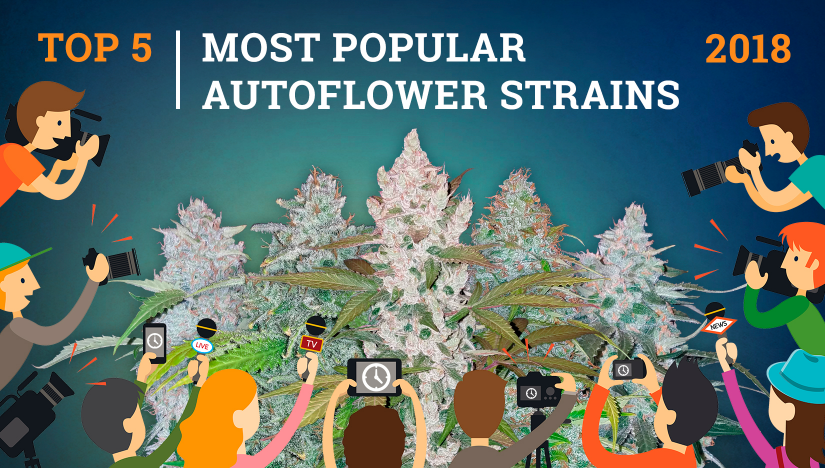 The Top 5 Most Popular Autoflower Strains | Fast Buds