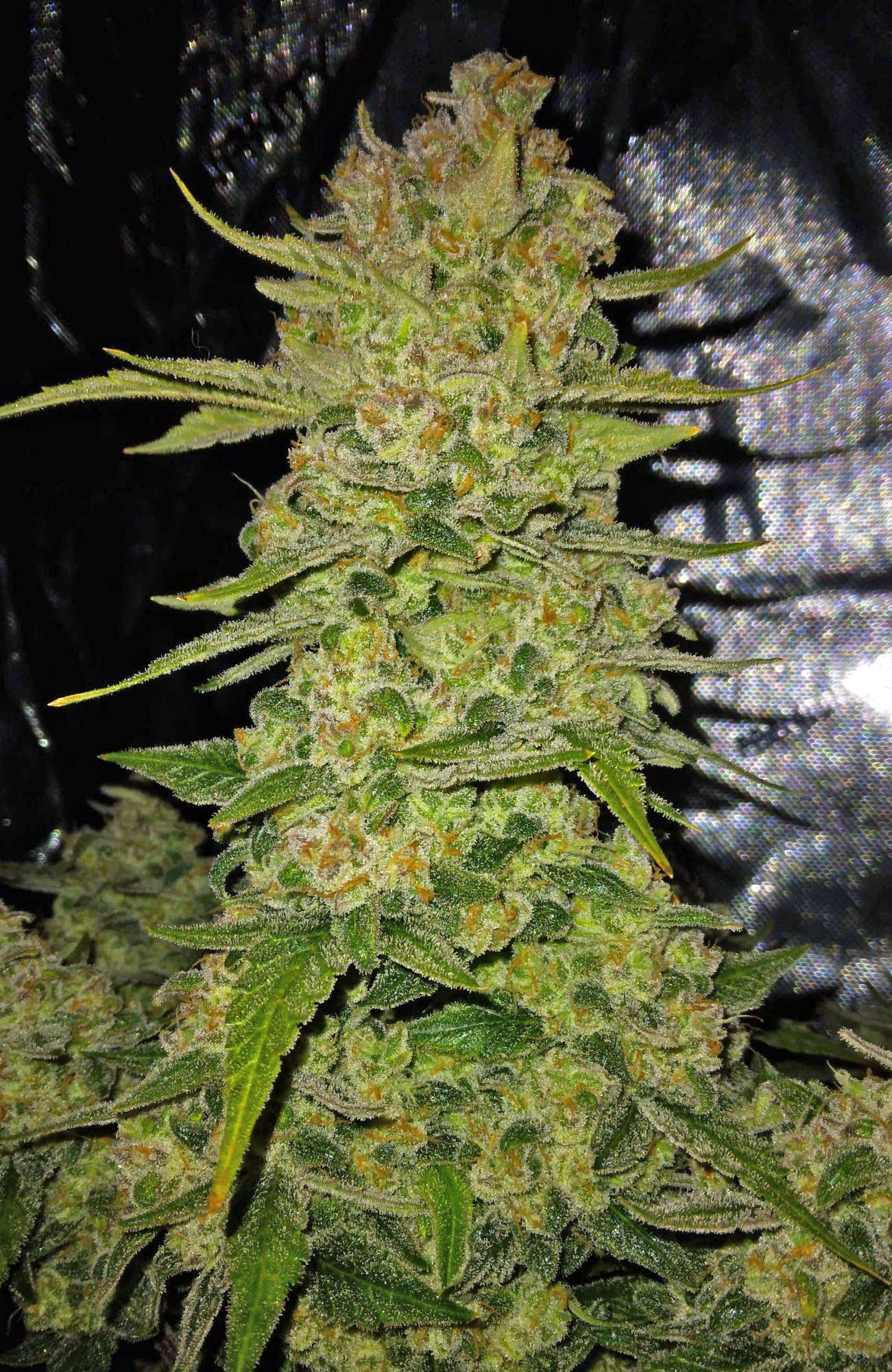 Papaya Cookies Auto Photo Gallery | Fast Buds