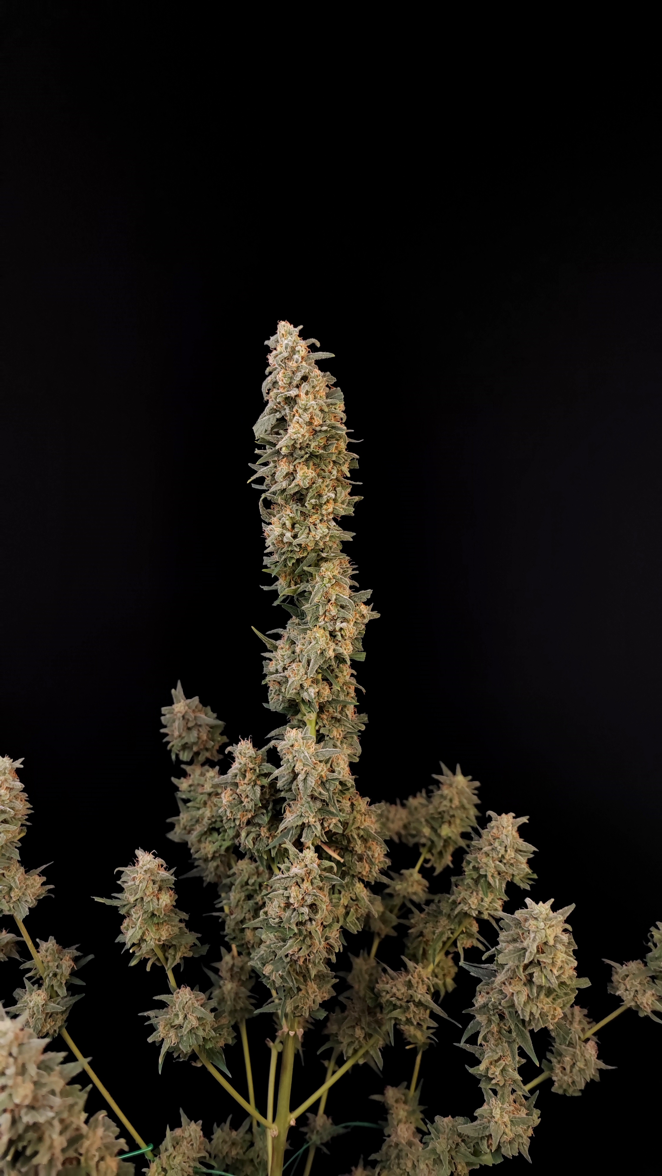 Critical Auto Seeds – Buy Critical Weed Strain | Fast Buds