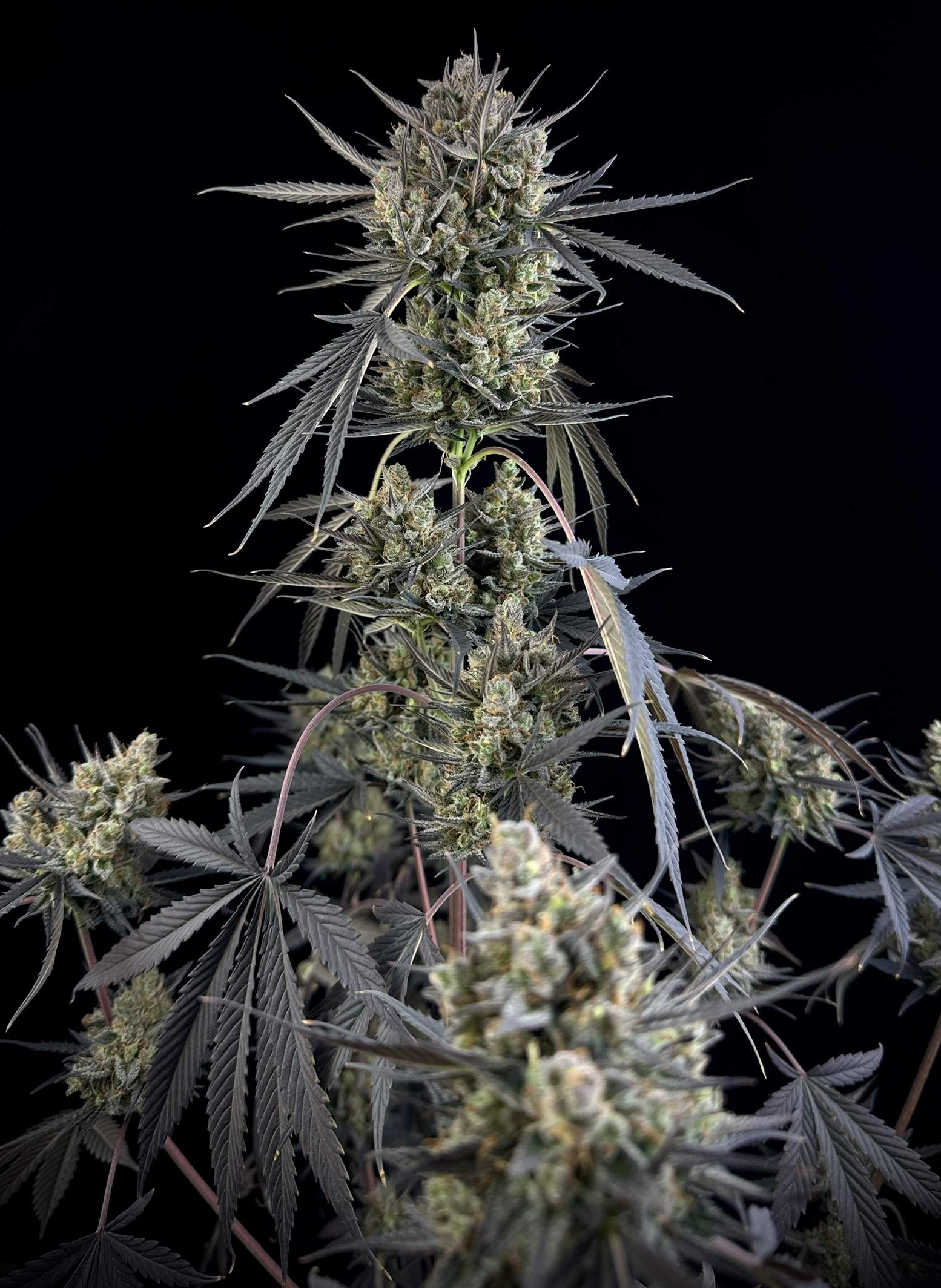 Pound Cake Auto Photo Gallery | Fast Buds