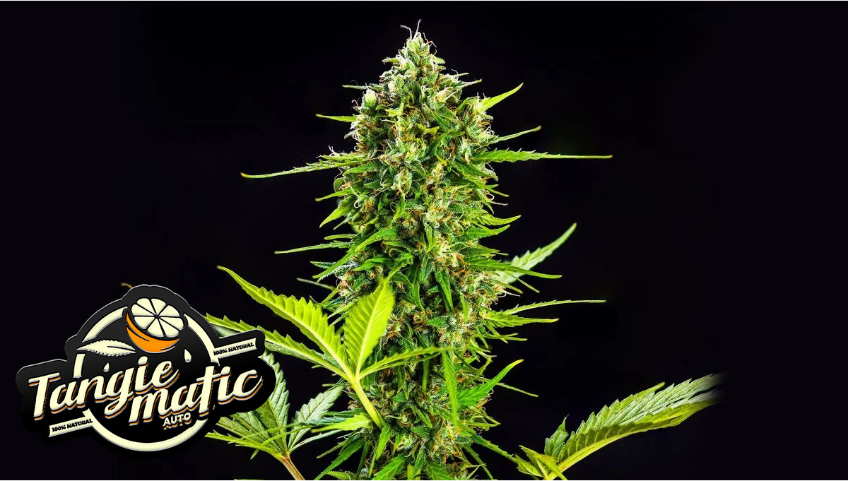 Tangie Auto Cannabis Strain Week-by-Week Guide | Fast Buds