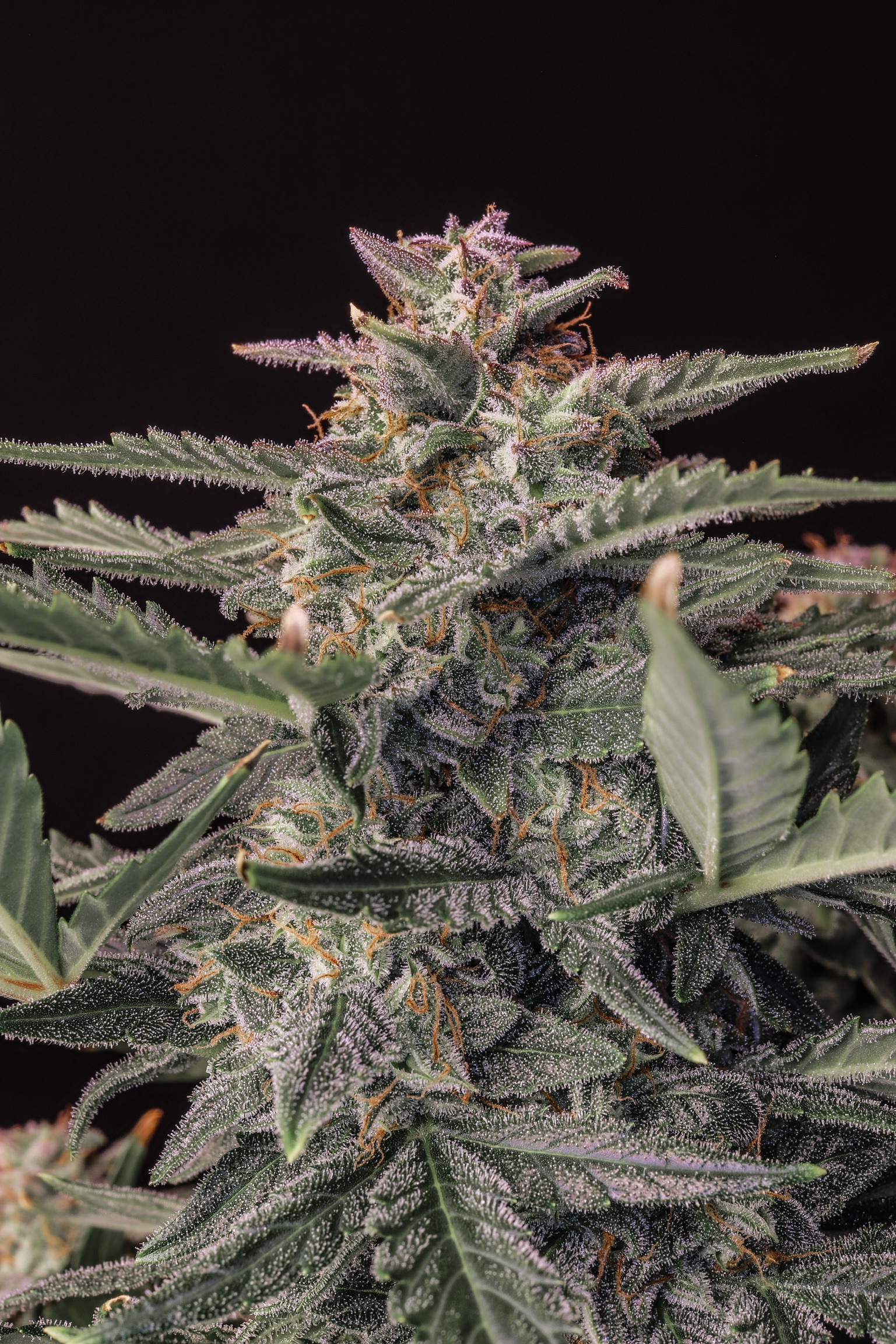 White Widow Auto Cannabis Seeds – Buy White Widow Weed Strain, Review ...