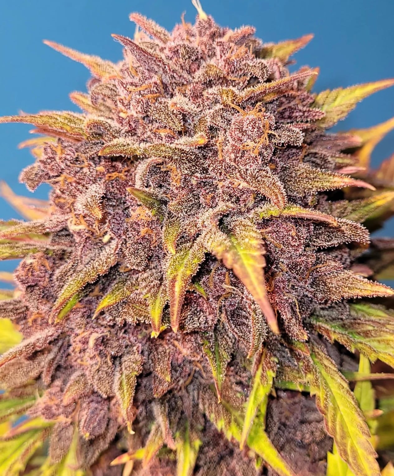 Buy Purple Lemonade Auto Cannabis Seeds | Fast Buds