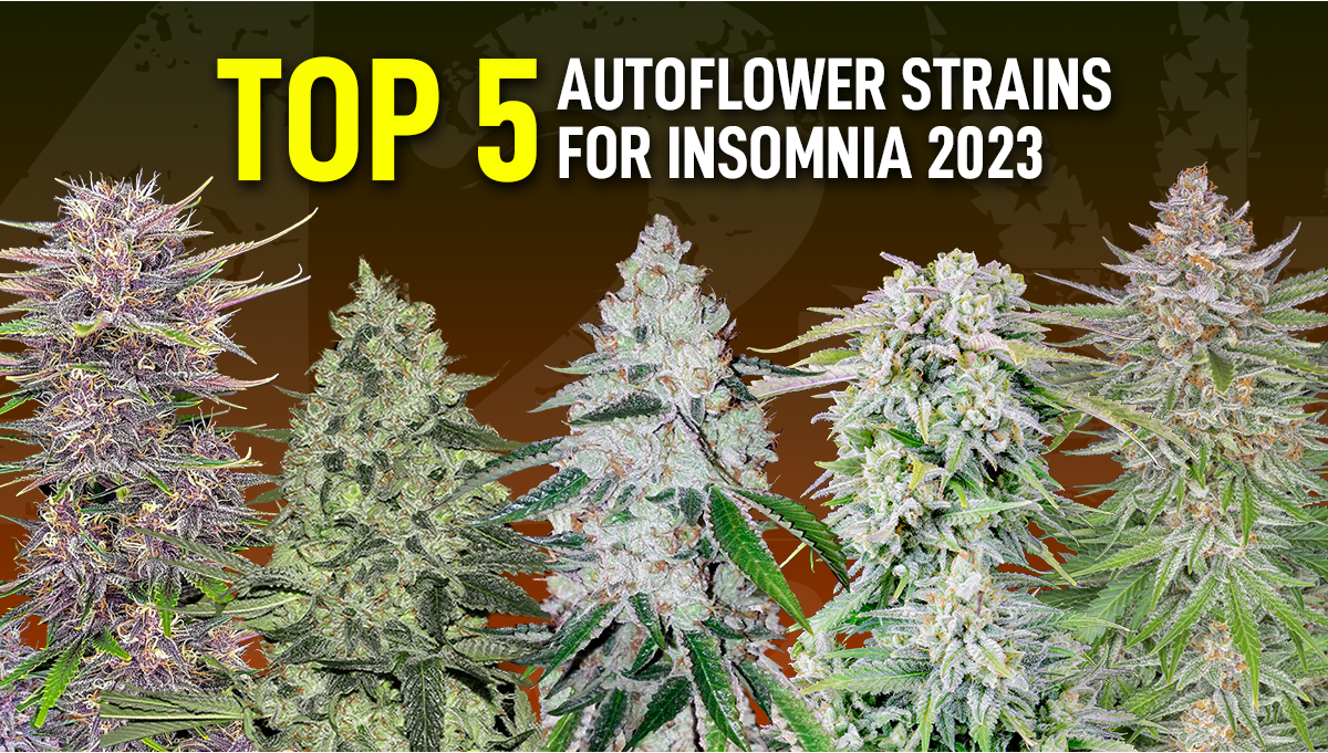 The Top 5 Best Autoflower Strains for Insomnia | 42 Fast Buds ประเทศไทย