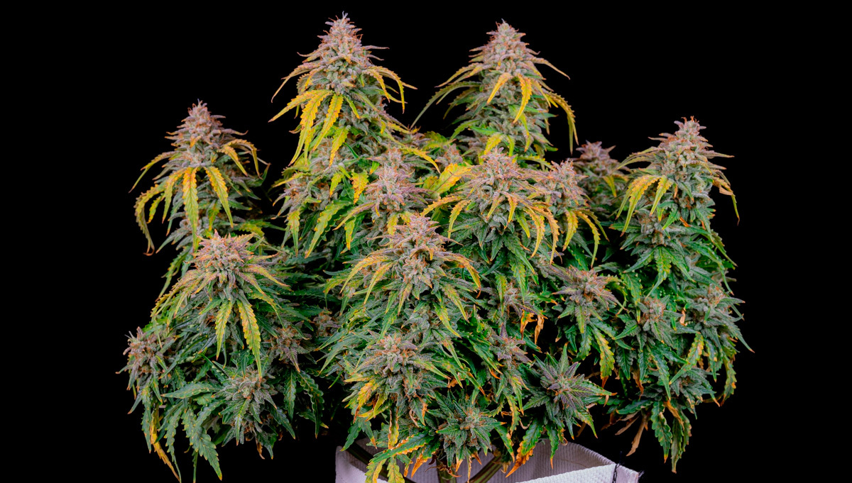 The History of the Z Autoflowering Strain | 42 Fast Buds